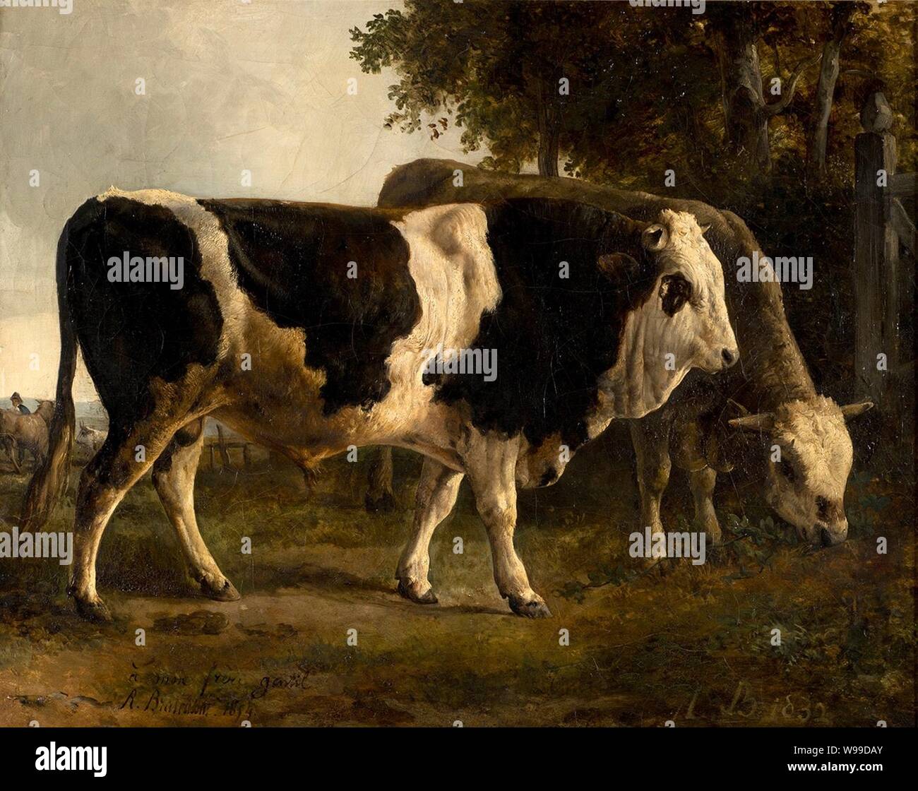 Taureaux hi-res stock photography and images - Alamy