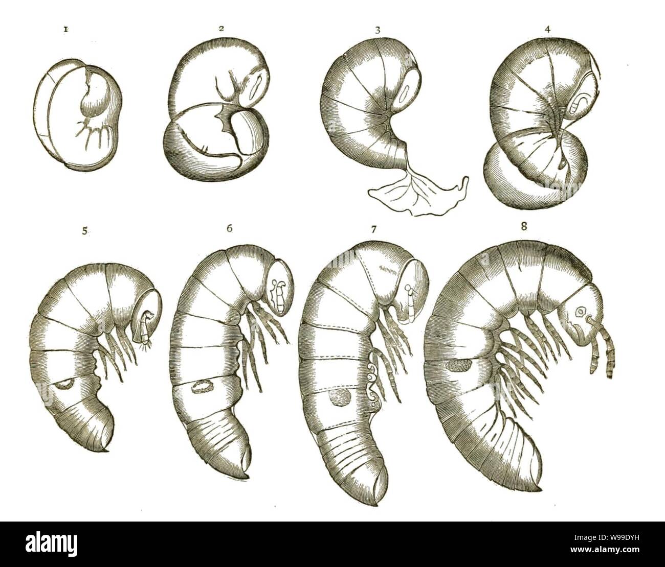 Julus hi-res stock photography and images - Alamy