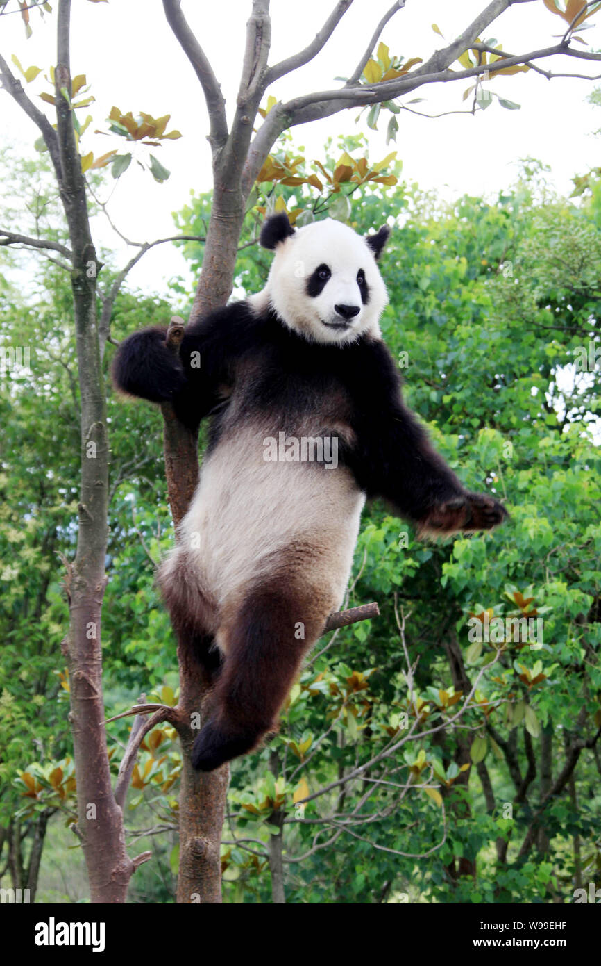 A panda climbs a tree at an ecological park for giant pandas in Xiuning ...