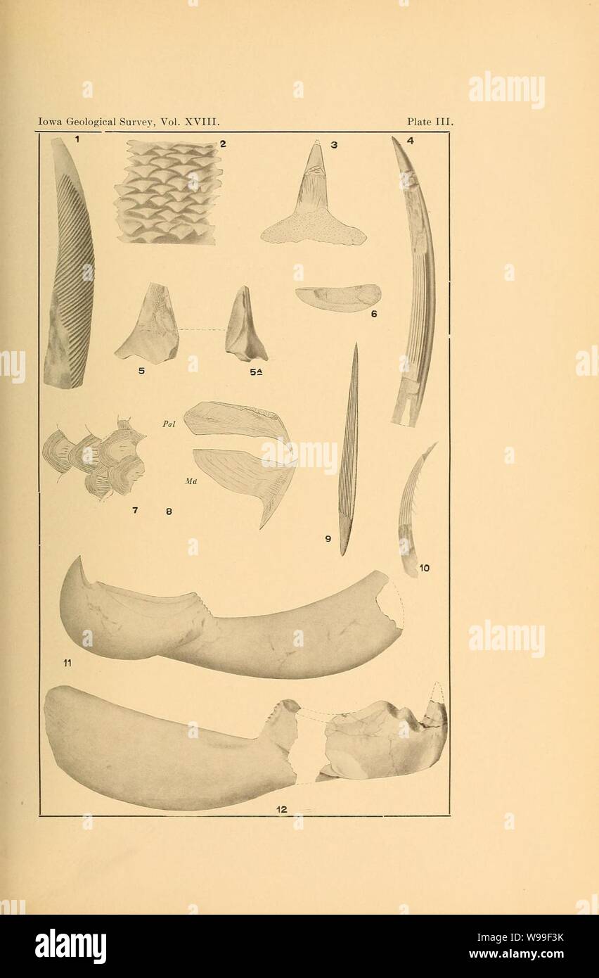 Devonian fishes of iowa hi-res stock photography and images - Alamy