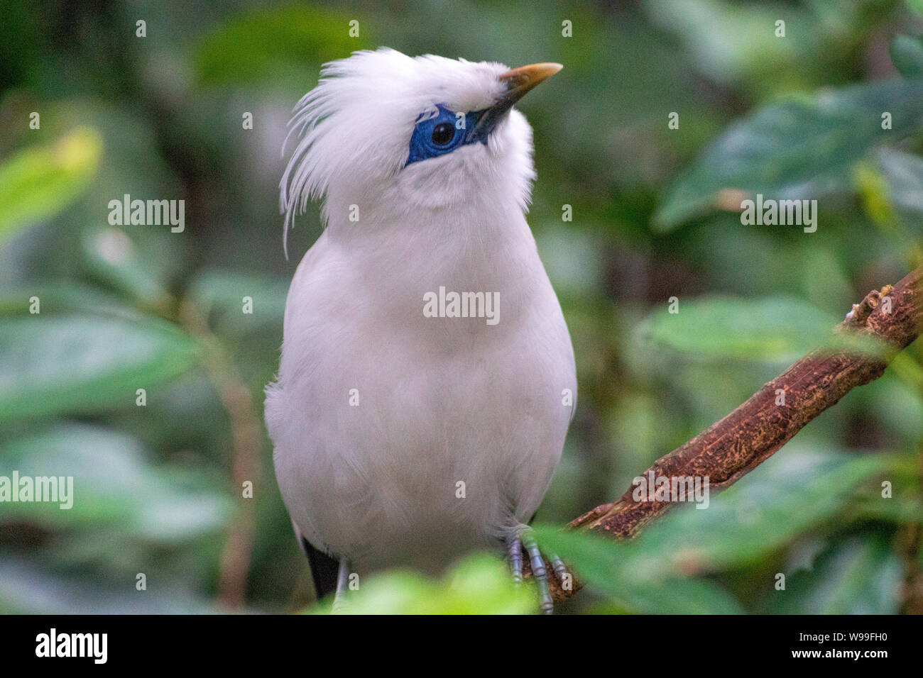 The Bali Mynah with it's snow white plumage and blue facial skin Stock ...