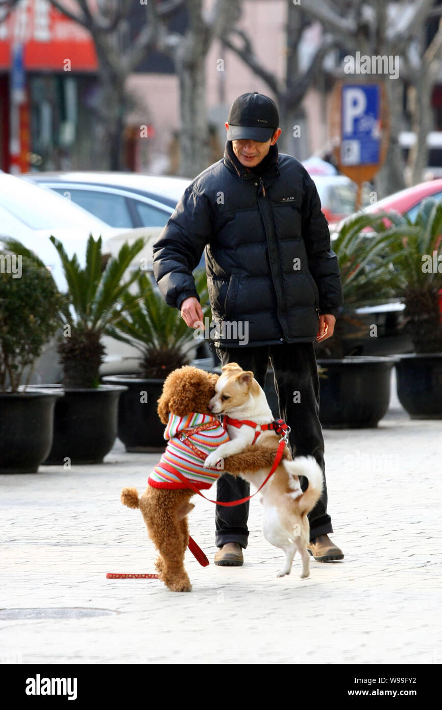 A Chinese man watches his pet dogs playing with each other on a street ...