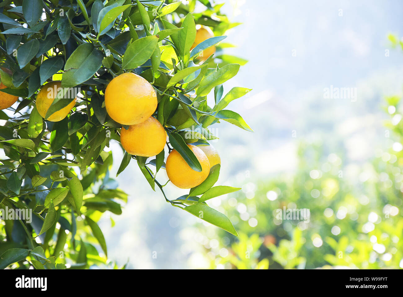 fresh orange on plant, orange tree Stock Photo - Alamy