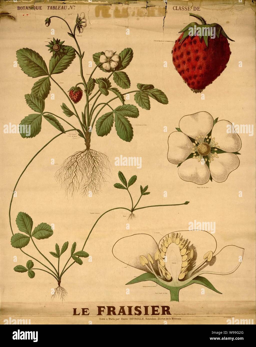 Deyrolle hi-res stock photography and images - Alamy