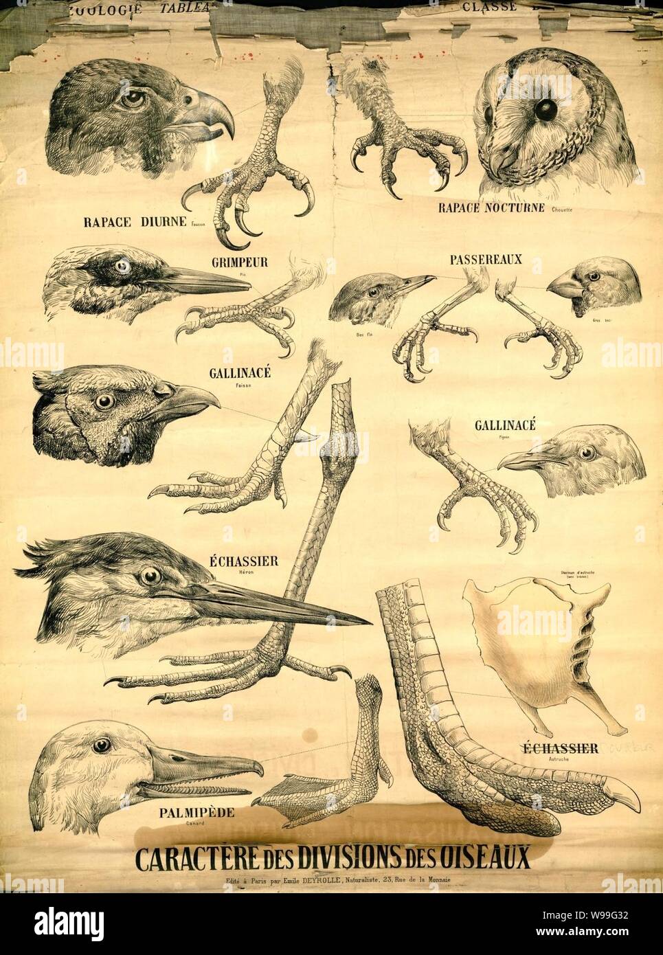 Deyrolle hi-res stock photography and images - Alamy