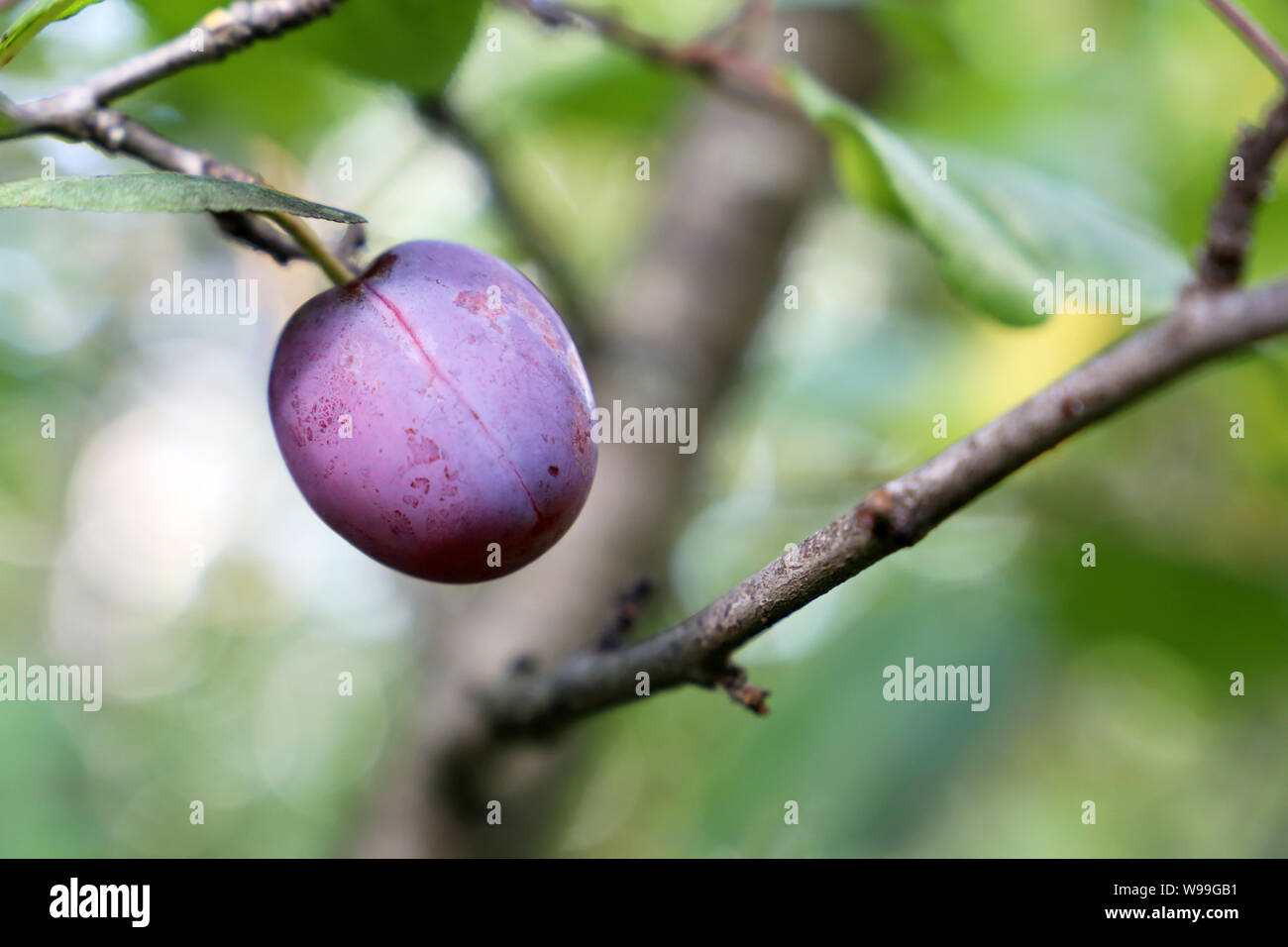 Plum tree autumn hi-res stock photography and images - Alamy