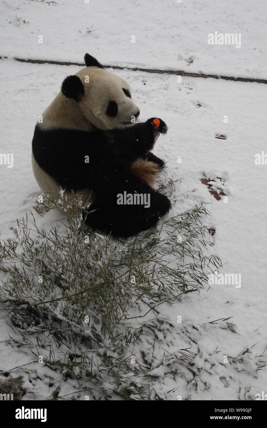 Panda playing snow hi-res stock photography and images - Alamy