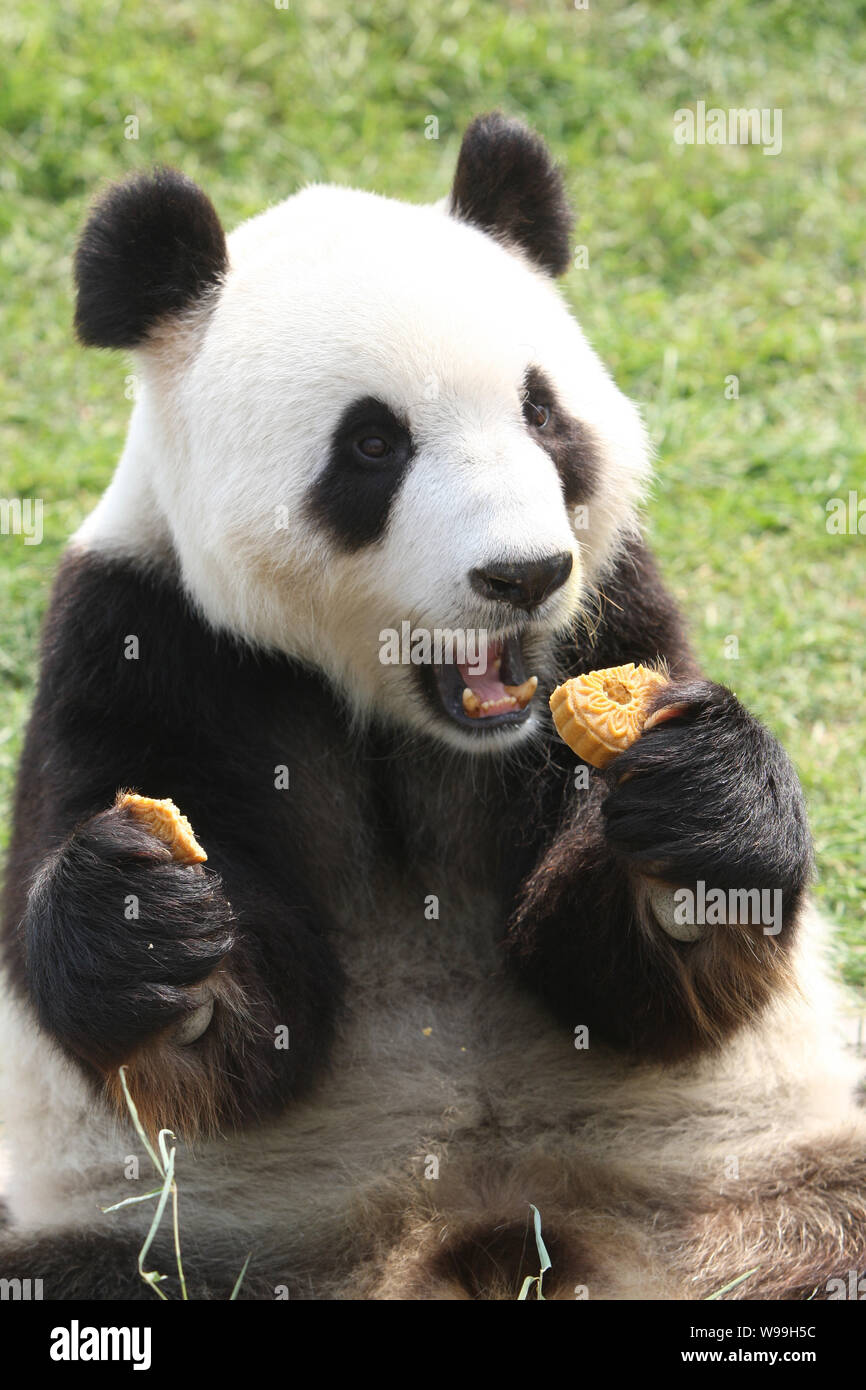 Giant panda Hua Ao enjoys moon cake in a zoo in Yantai, east Chinas ...