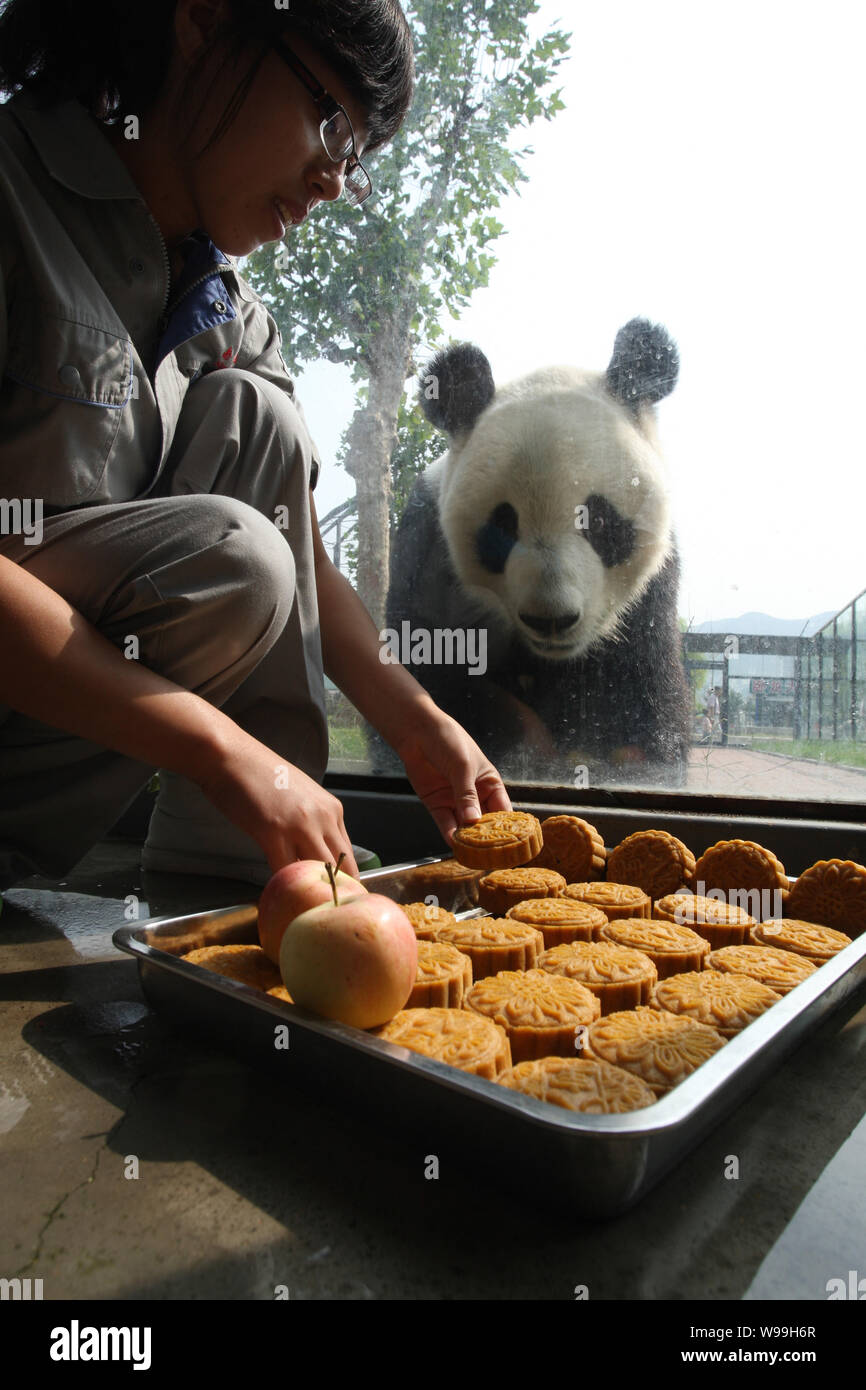 Giant panda Qing Feng looks at moon cakes at the Yantai Zoo in Yantai ...