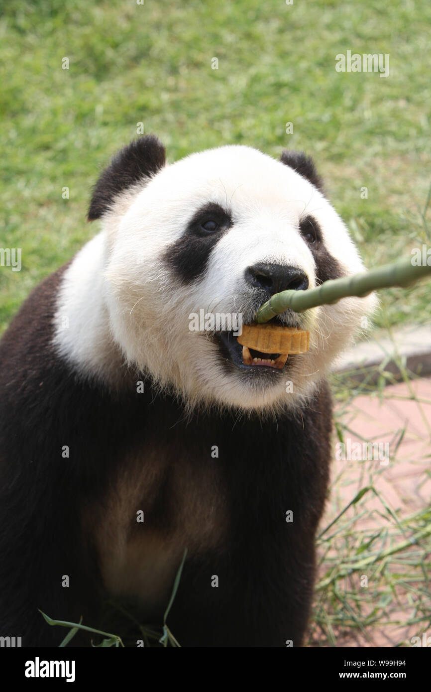 Giant panda Hua Ao enjoys moon cake in a zoo in Yantai, east Chinas ...