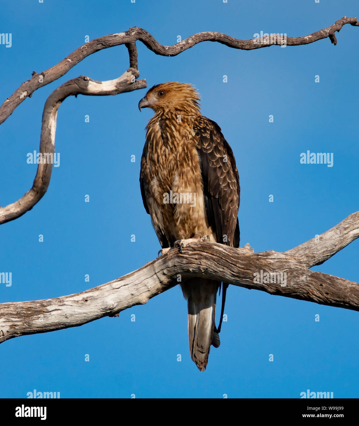 Australian Kite High Resolution Stock Photography and Images - Alamy