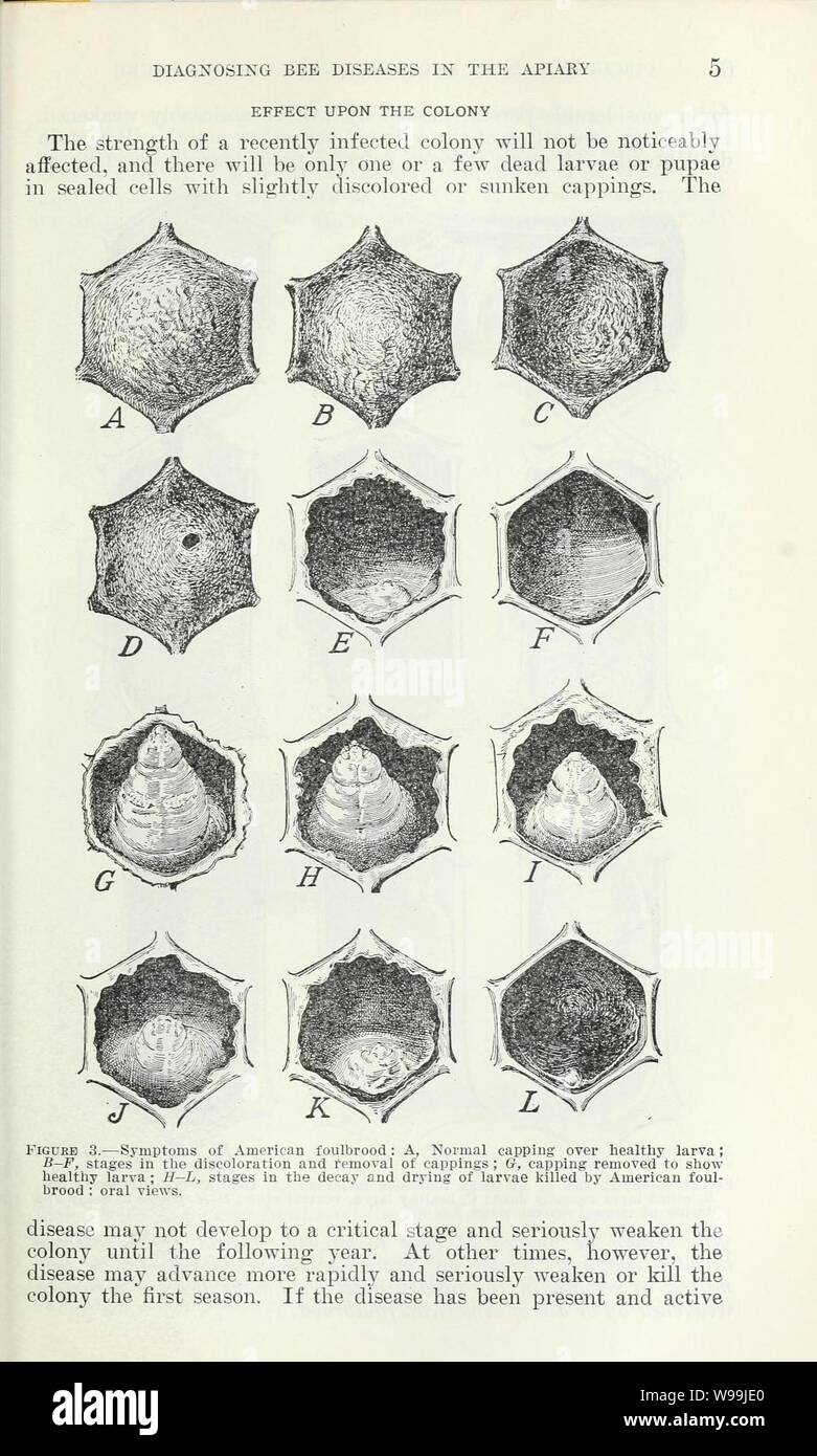Diagnosing bee diseases in the apiary (Page 5 Stock Photo - Alamy