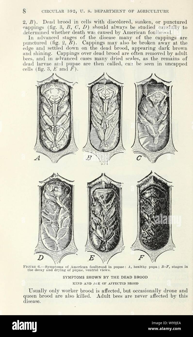 Diagnosing bee diseases in the apiary (Page 8 Stock Photo - Alamy