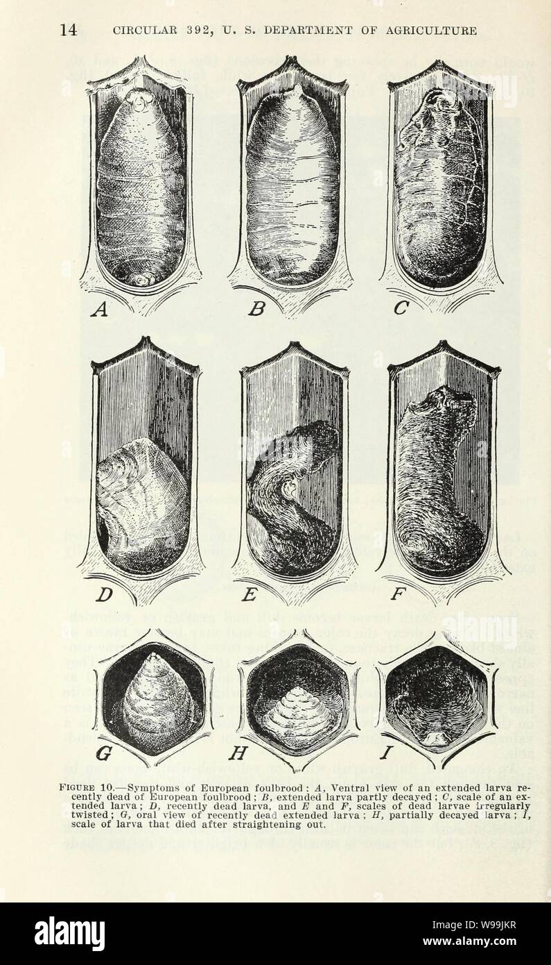Diagnosing bee diseases in the apiary (Page 14 Stock Photo - Alamy