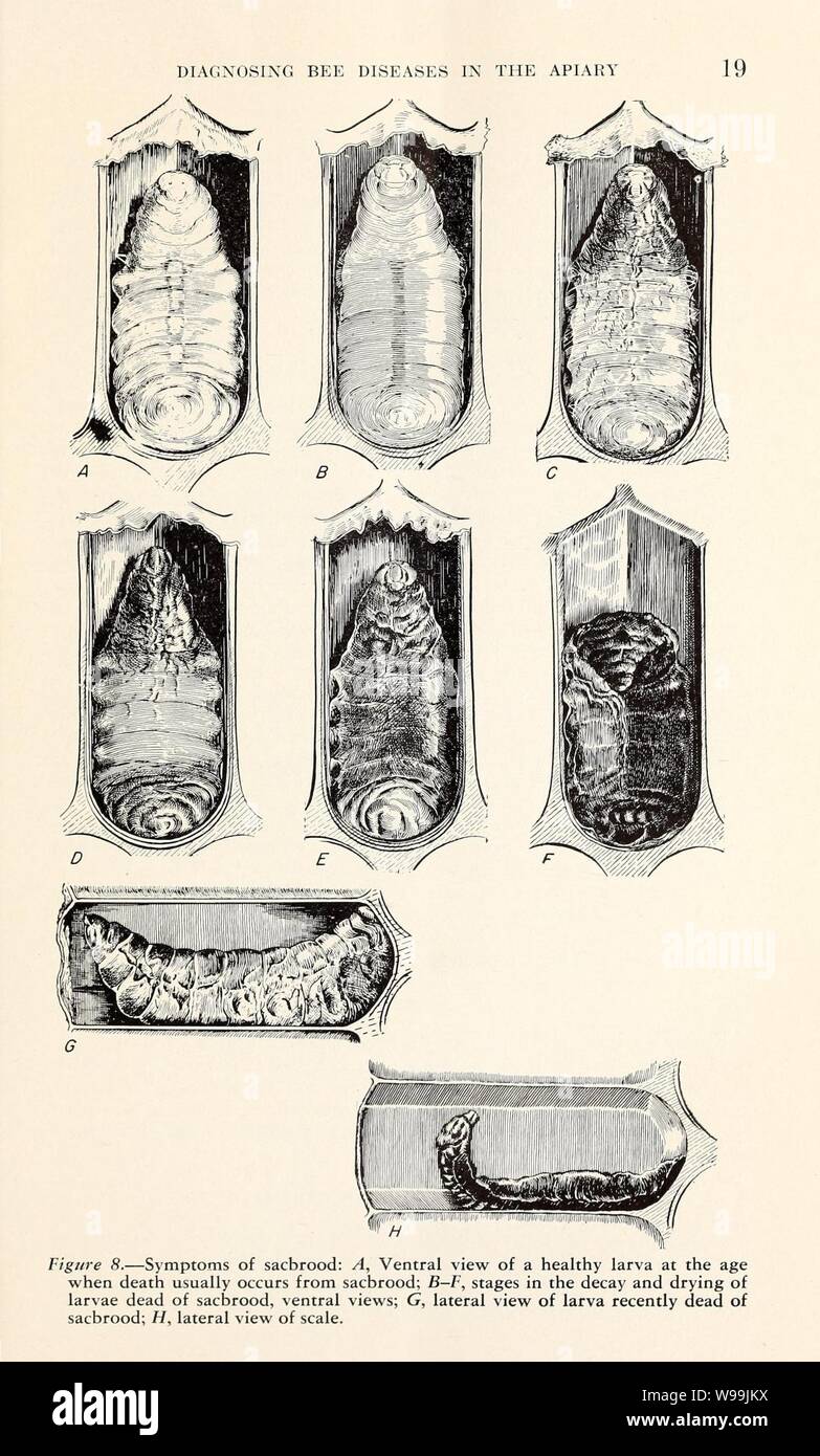 Diagnosing bee diseases in the apiary (Page 19 Stock Photo - Alamy