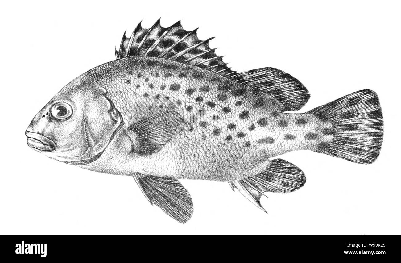 Diagramma cinctum Ford 21 Stock Photo - Alamy