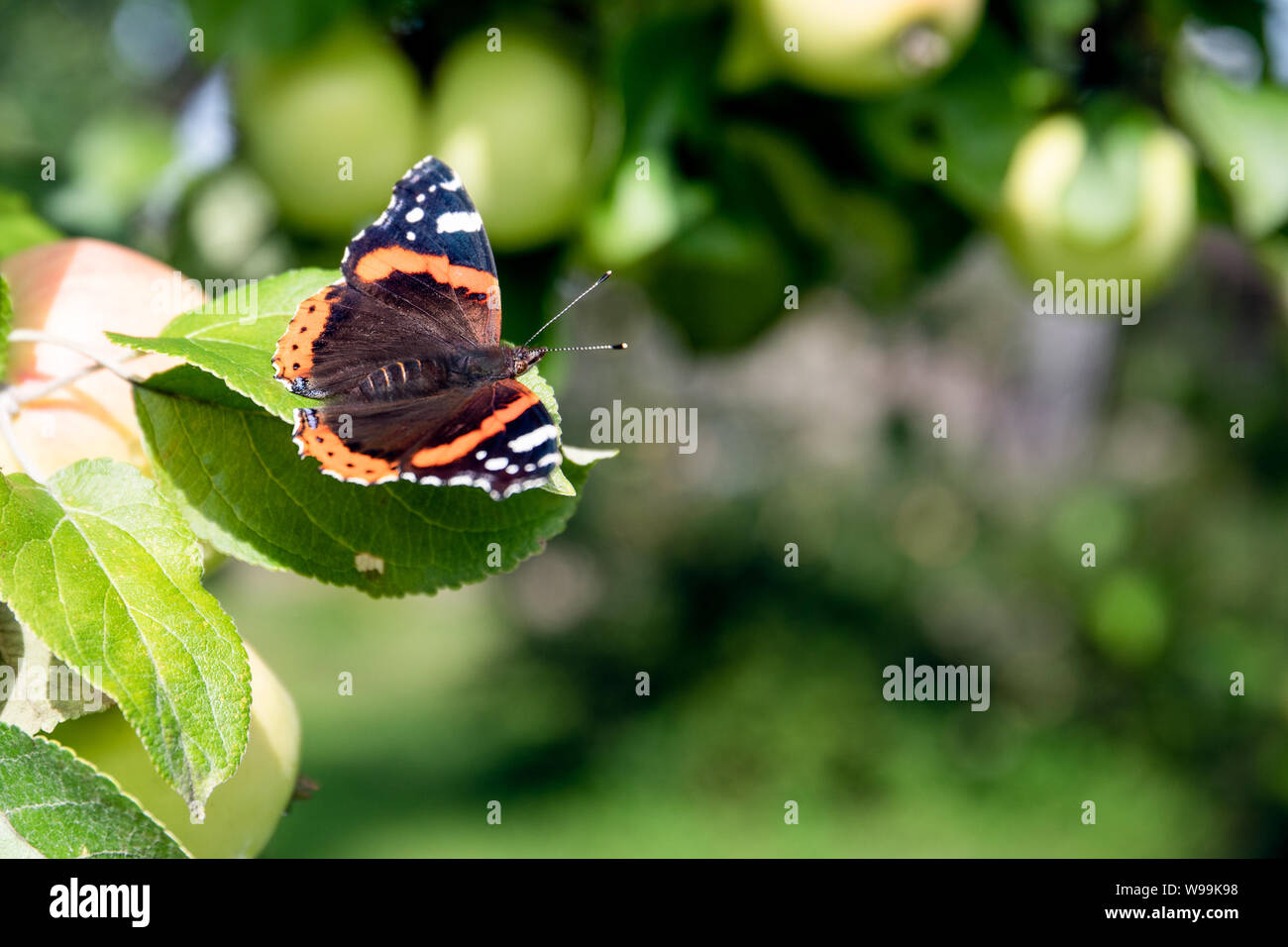 Big beautiful butterfly Stock Photo - Alamy