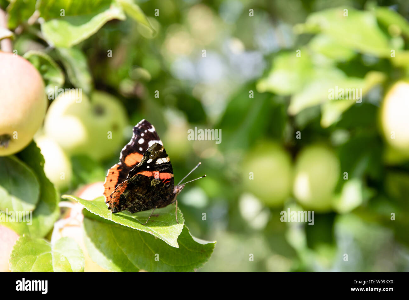 Big beautiful butterfly Stock Photo - Alamy