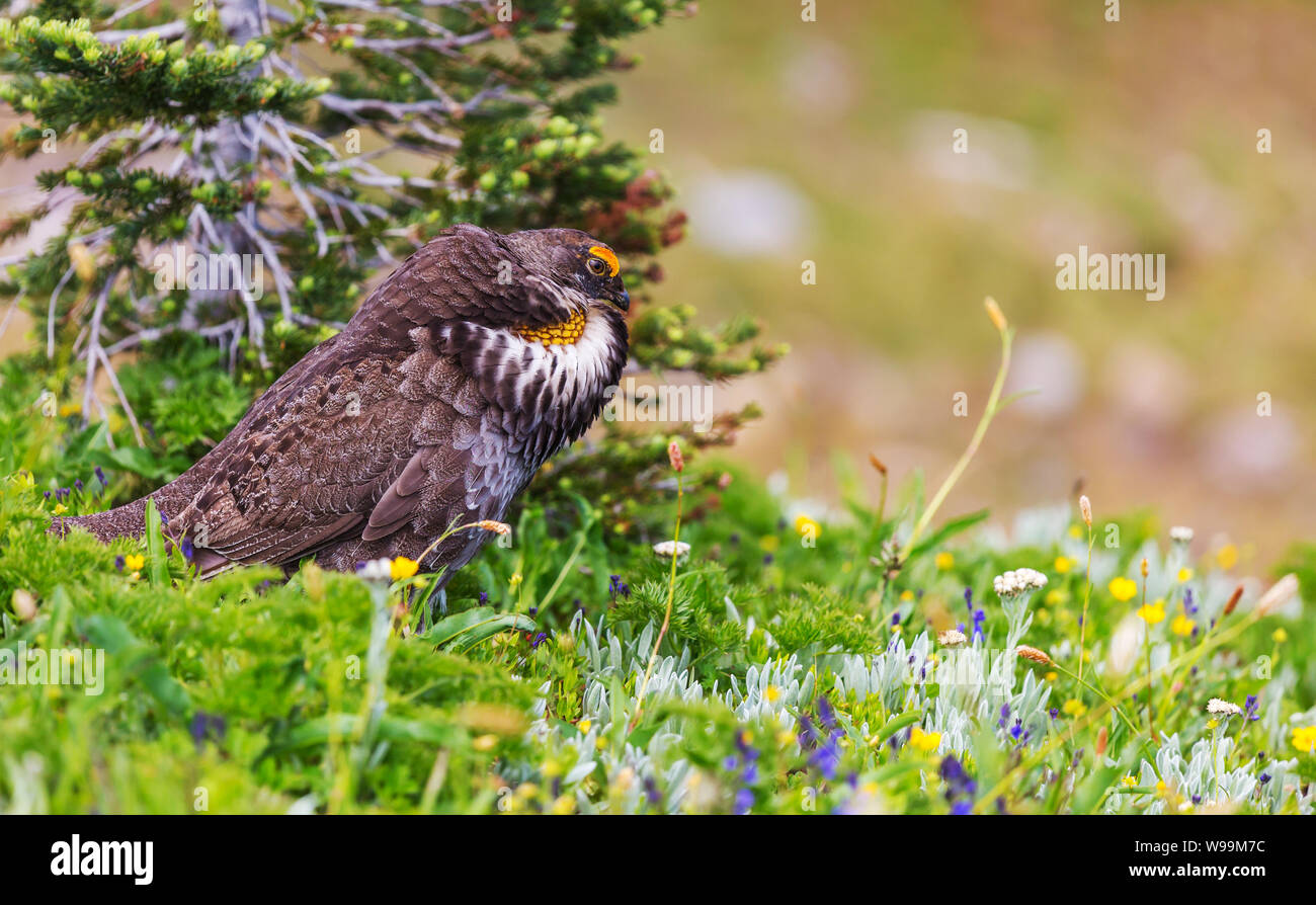 Blue Grouse displaying colors during mating season on a hillside ...