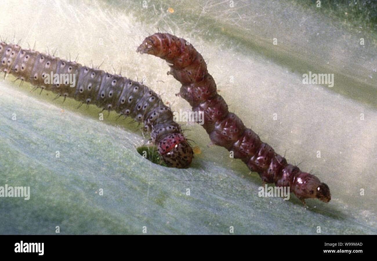 Diamondback moth hi-res stock photography and images - Alamy