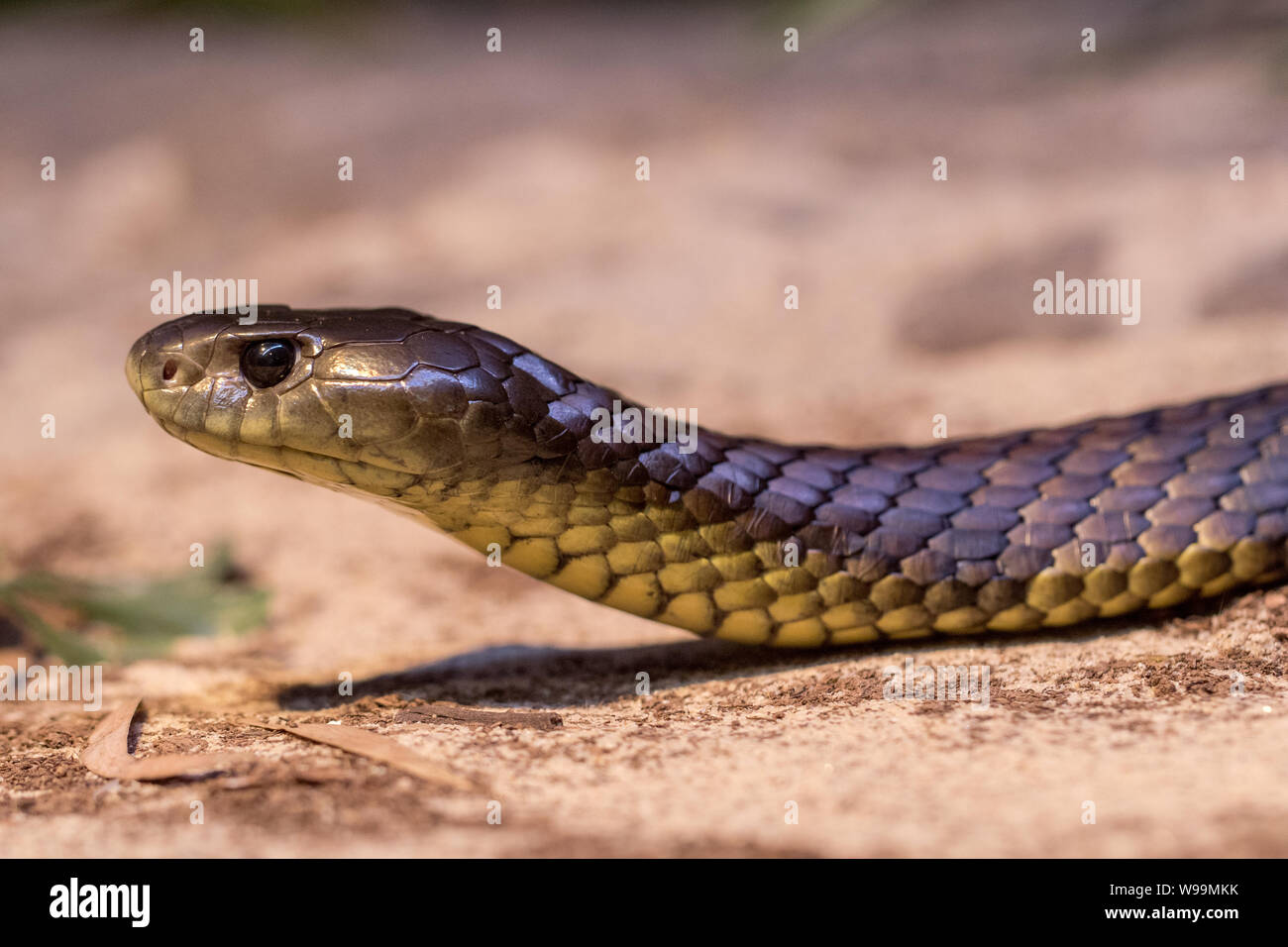 Eastern Tiger Snake, Notechis scutatus Stock Photo - Alamy