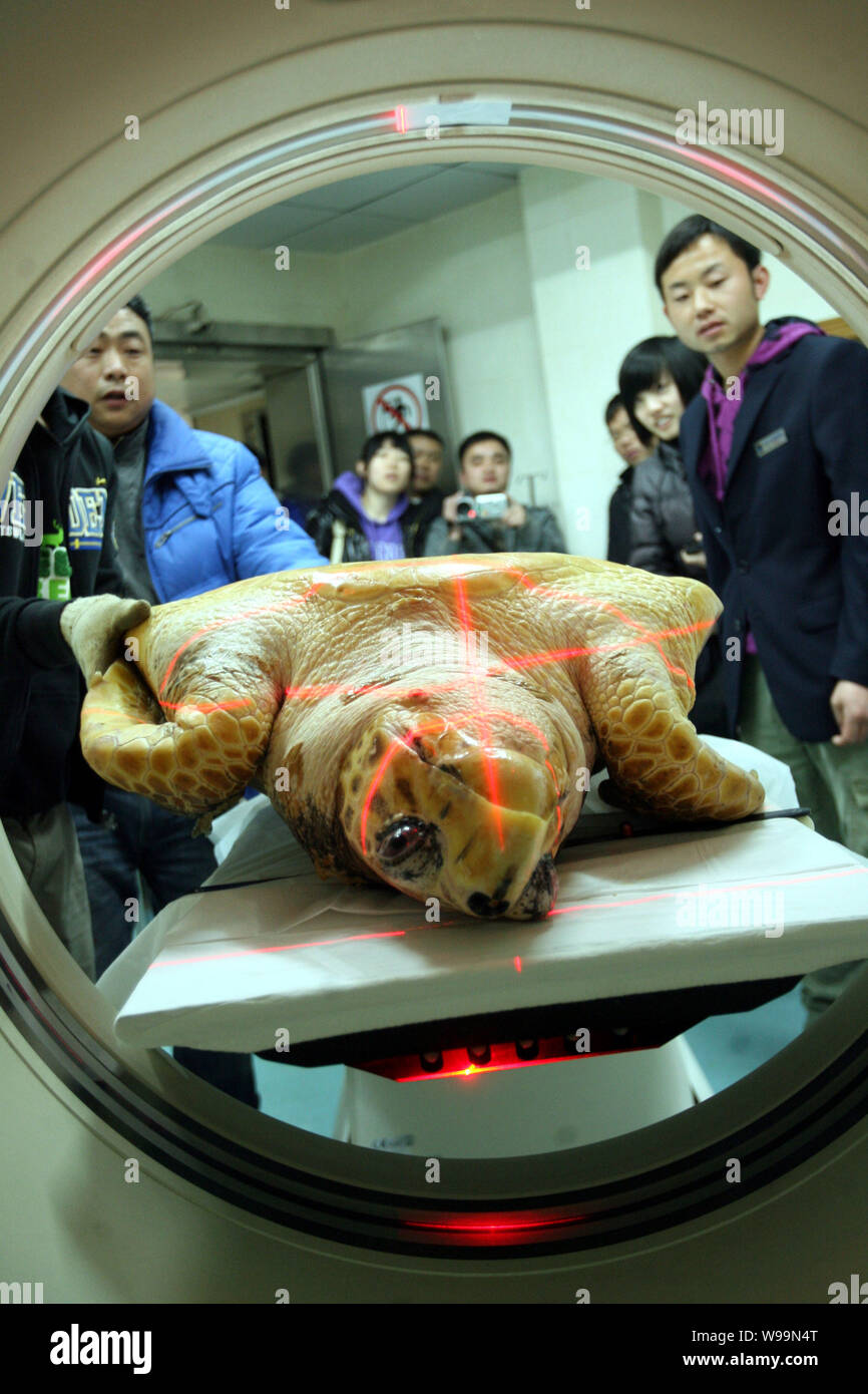 A turtle, about 10 years old, receives a CT scan at a hospital in ...