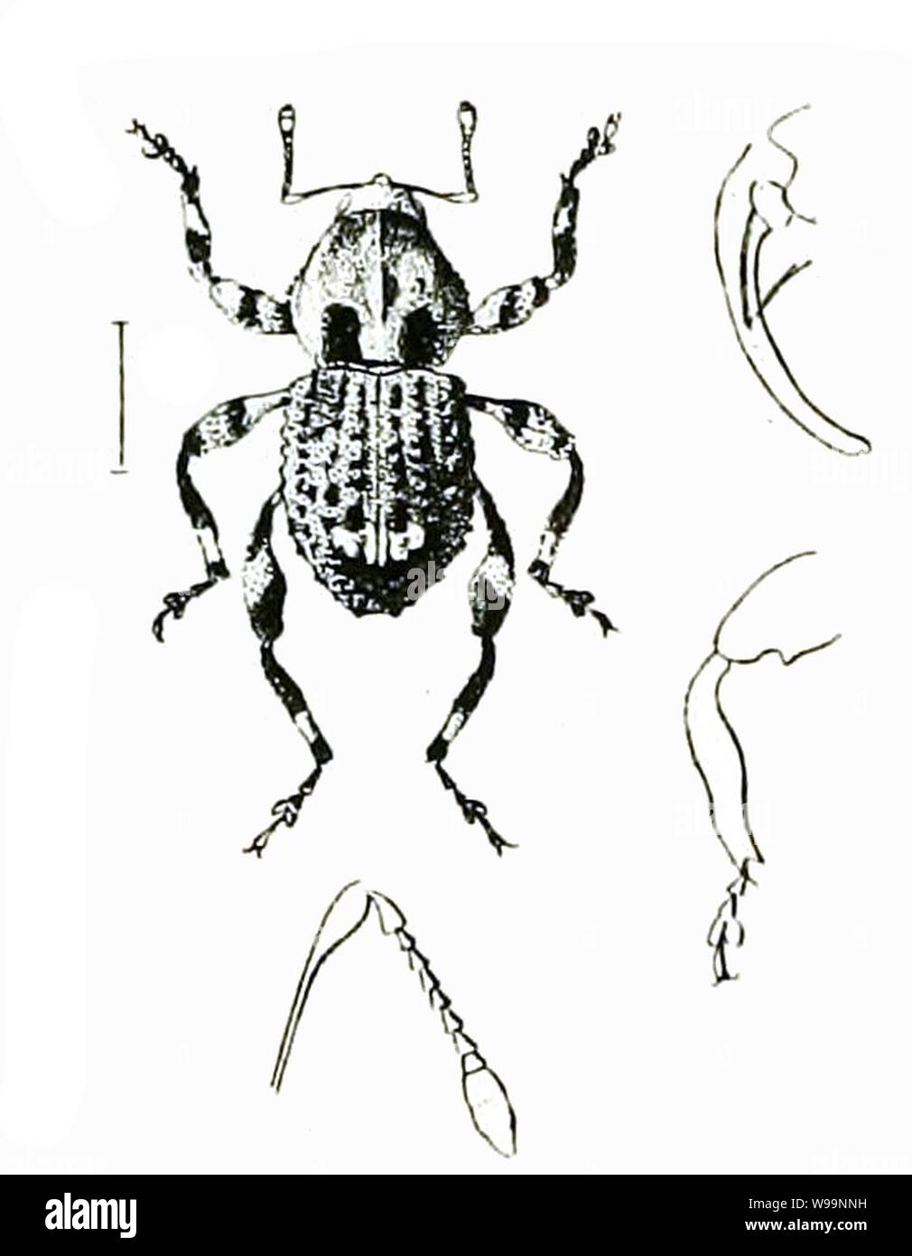 Signata Cut Out Stock Images & Pictures - Alamy