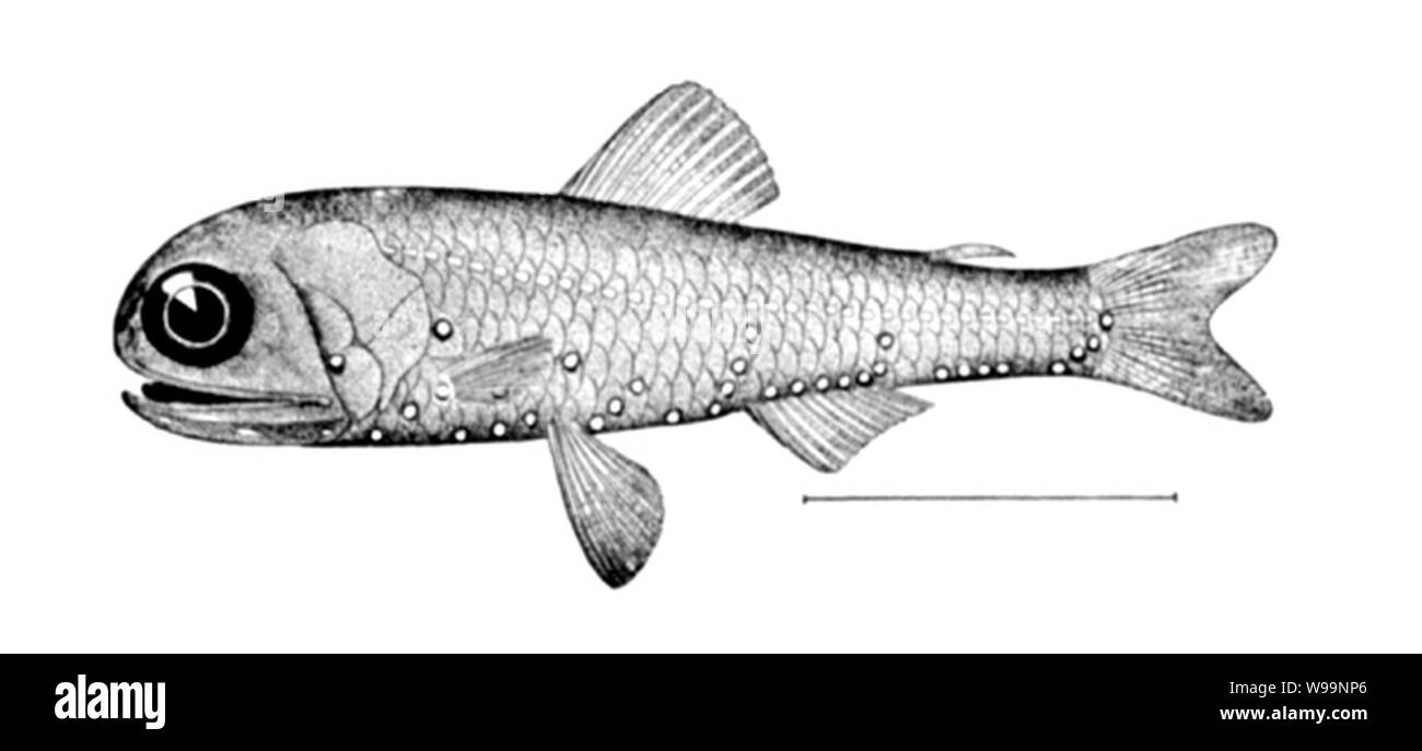 Rafinesquii hi-res stock photography and images - Alamy