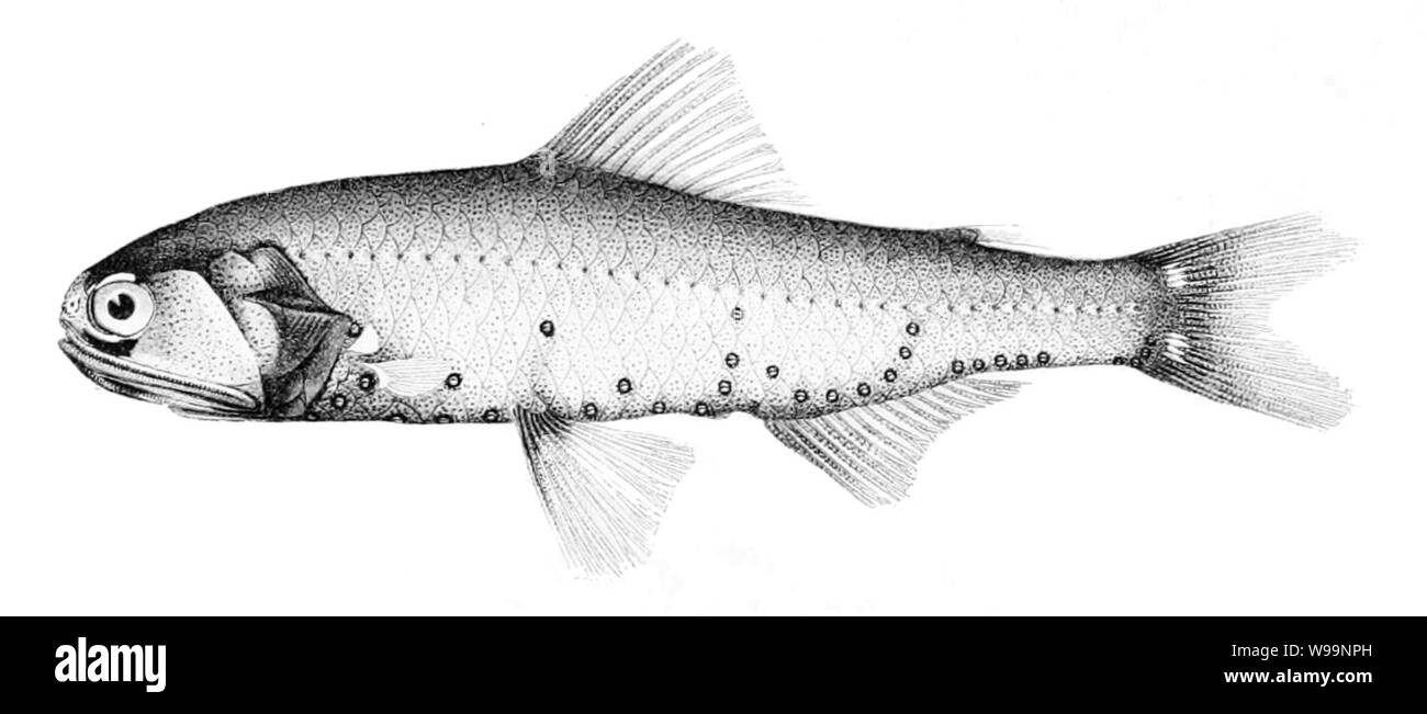 Adenomus hi-res stock photography and images - Alamy