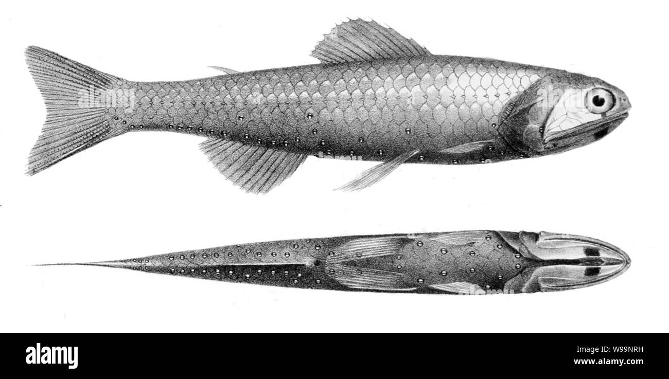 Diaphus coeruleus hi-res stock photography and images - Alamy