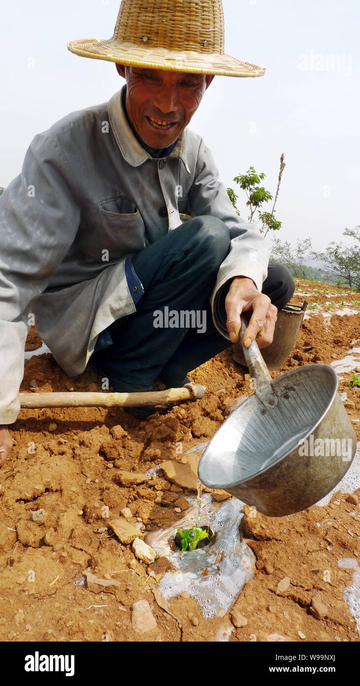 A Chinese farmer drops water to irrigate his field during a drought in ...