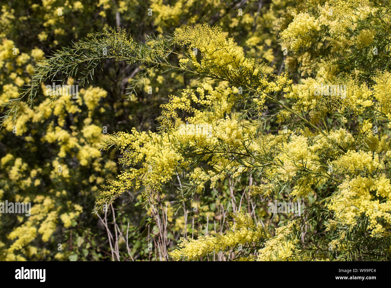 Wattle tree hi-res stock photography and images - Alamy