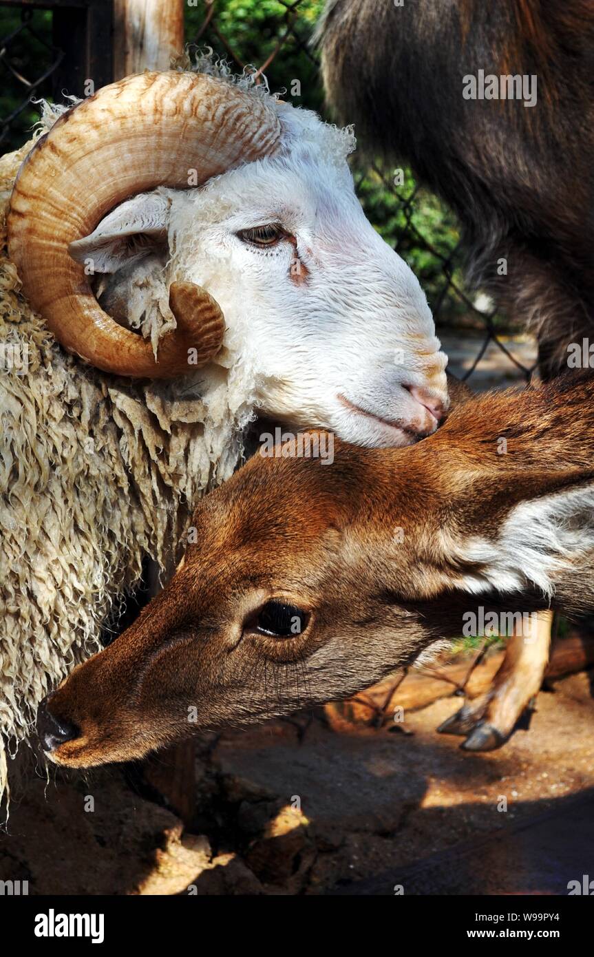The sheep, Long Hair, contacts closely with the deer, Chunzi, at Yunnan ...
