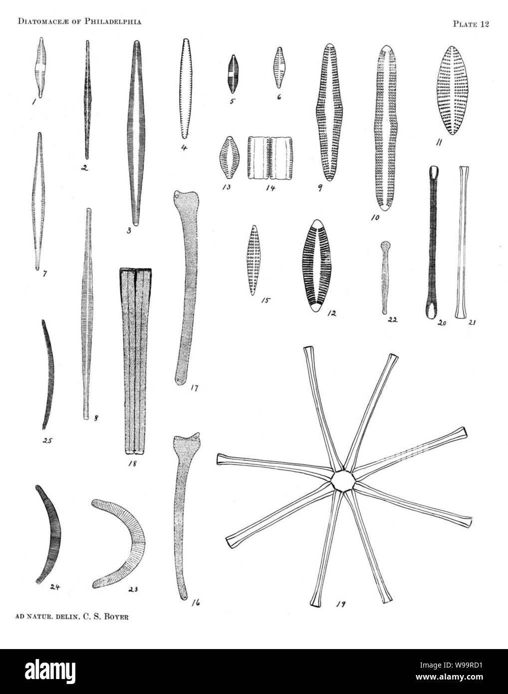 Diatomaceae of Philadelphia Plate 12 Stock Photo - Alamy