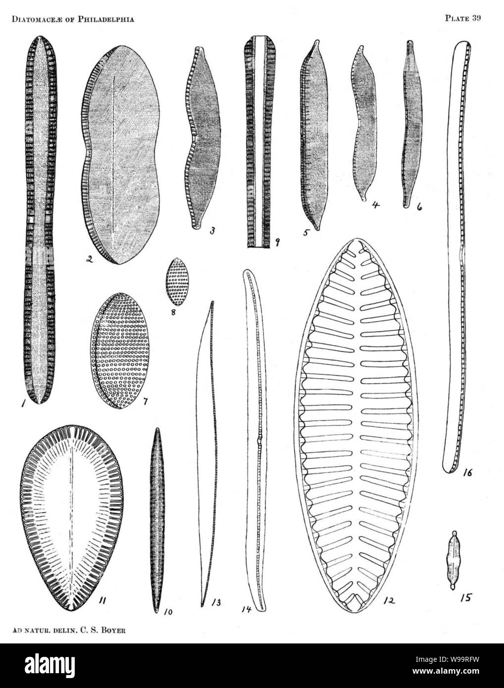 Diatomaceae of Philadelphia Plate 39 Stock Photo - Alamy