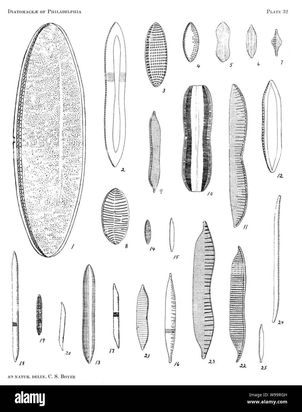 Diatomaceae of Philadelphia Plate 32 Stock Photo - Alamy