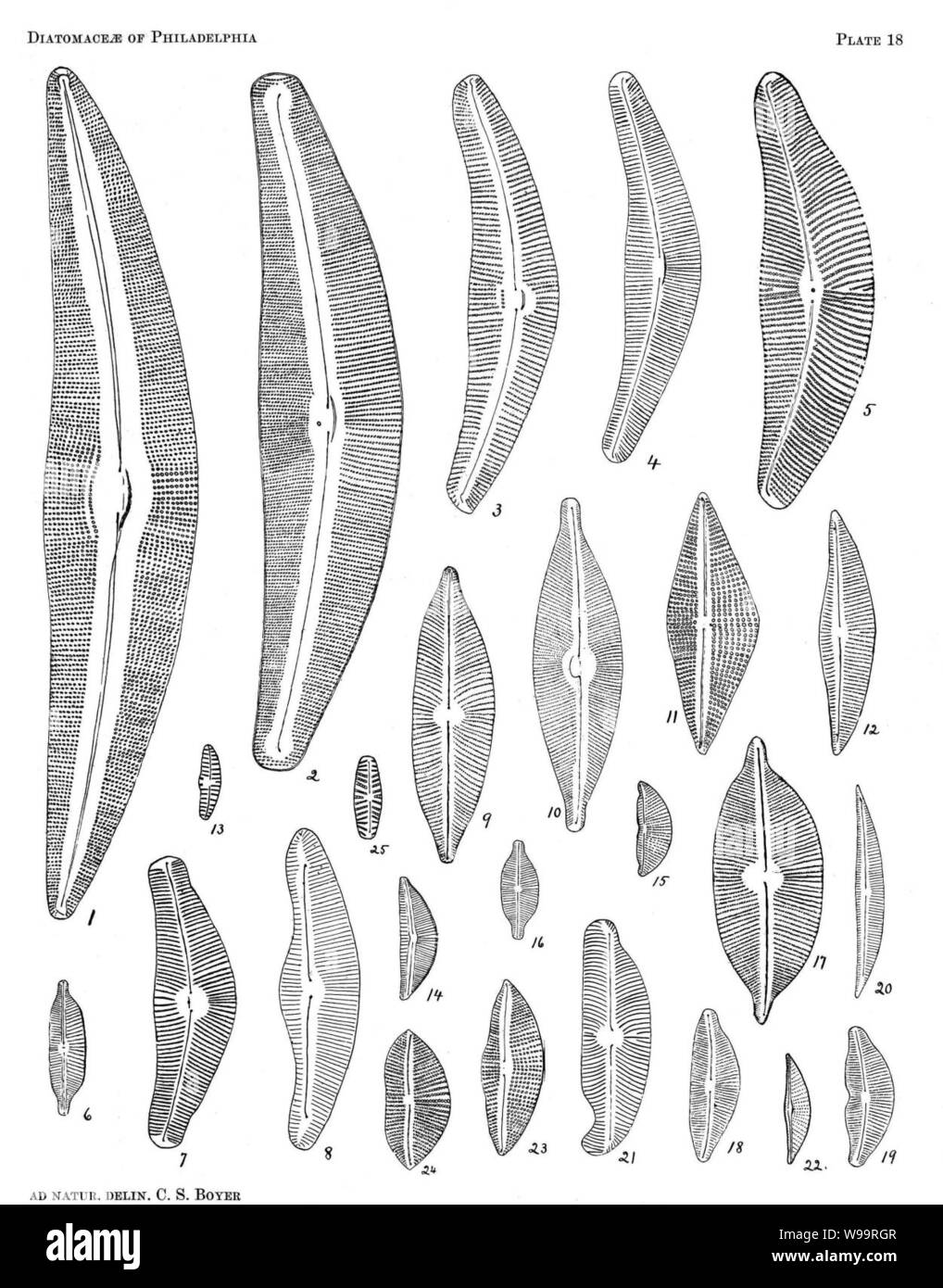 Diatomaceae of Philadelphia Plate 18 Stock Photo - Alamy