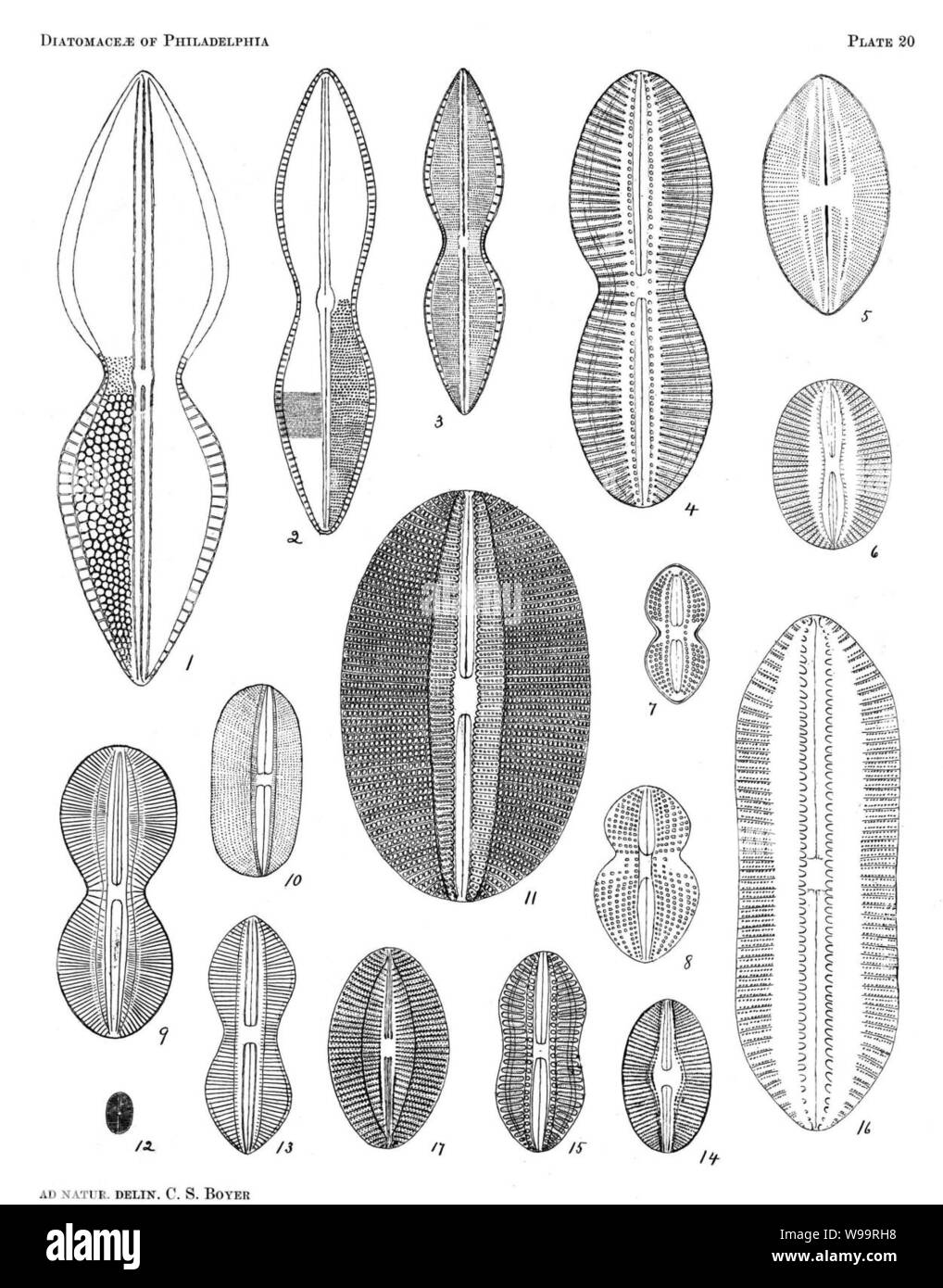Diatomaceae of Philadelphia Plate 20 Stock Photo - Alamy