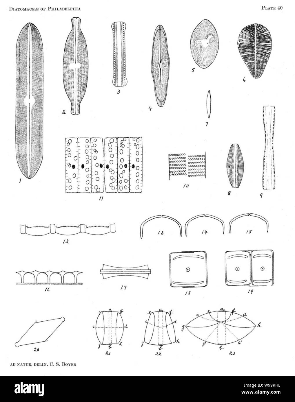 Diatomaceae of Philadelphia Plate 40 Stock Photo - Alamy
