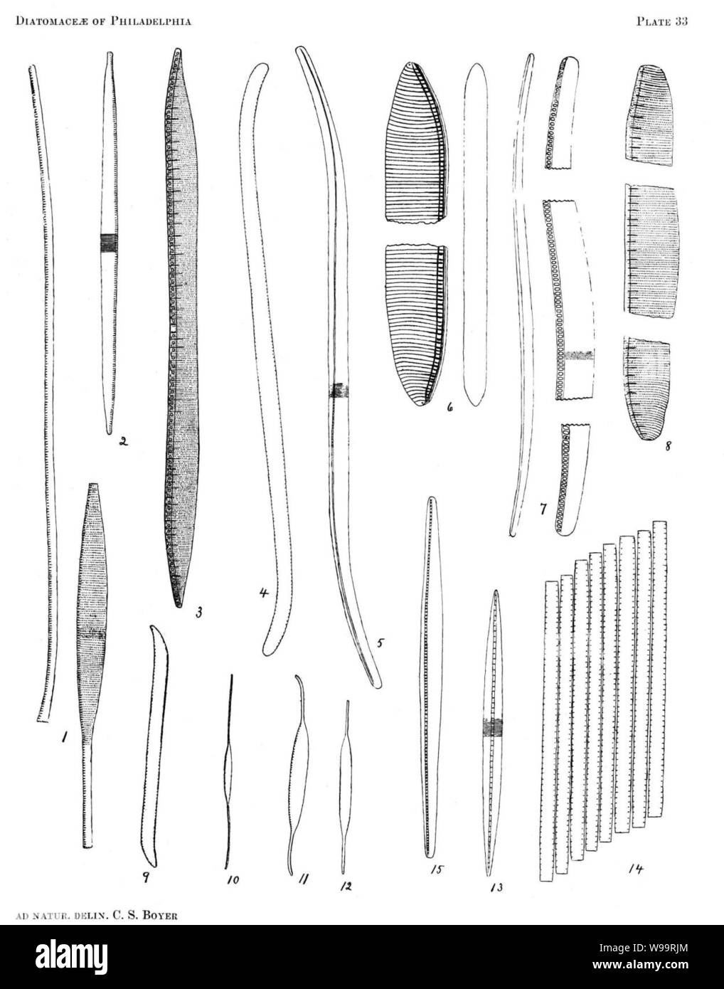 Diatomaceae of Philadelphia Plate 33 Stock Photo - Alamy