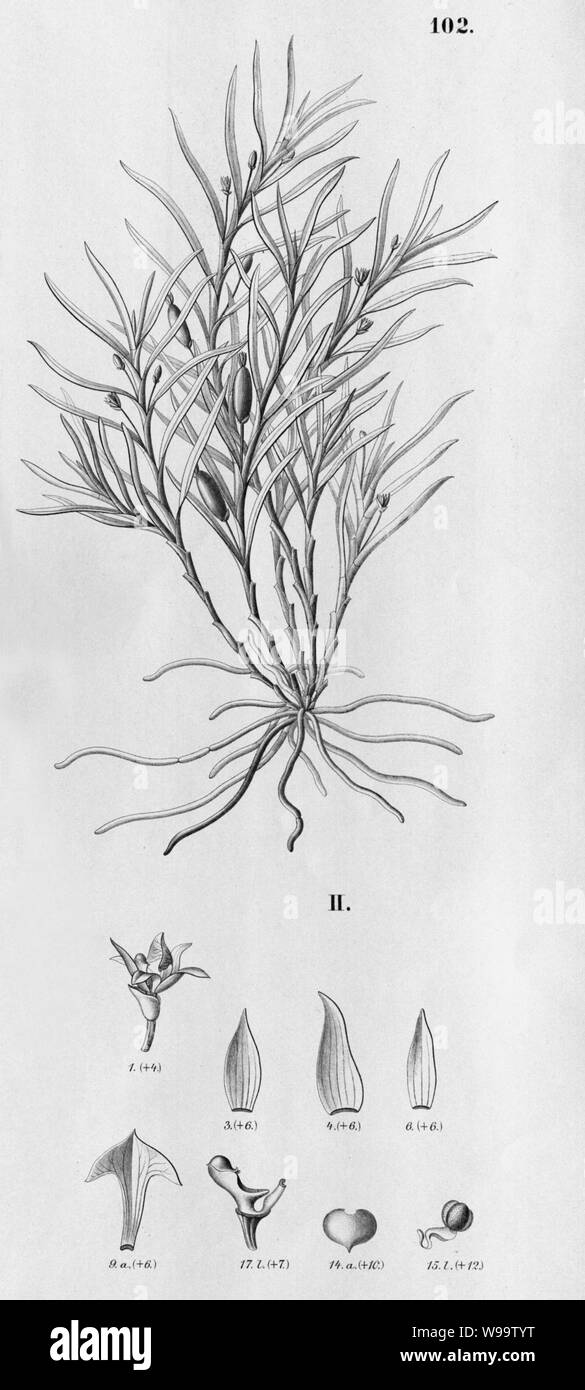 Dichaea pendula - Dichaea graminoides - Fl.Br. 3-6-102 - cropped 2 ...