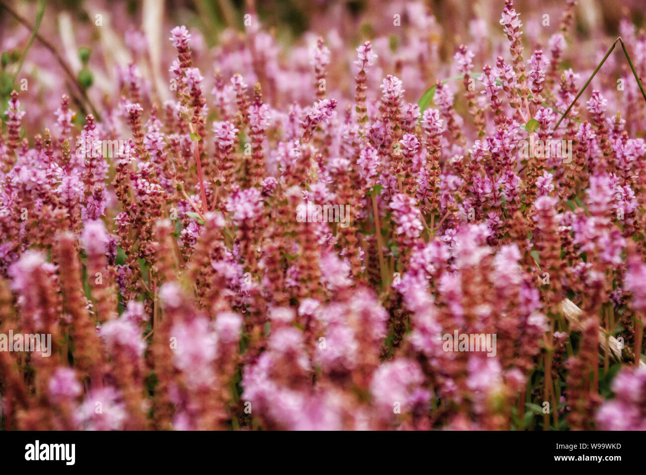 Pink flower fields hi-res stock photography and images - Alamy