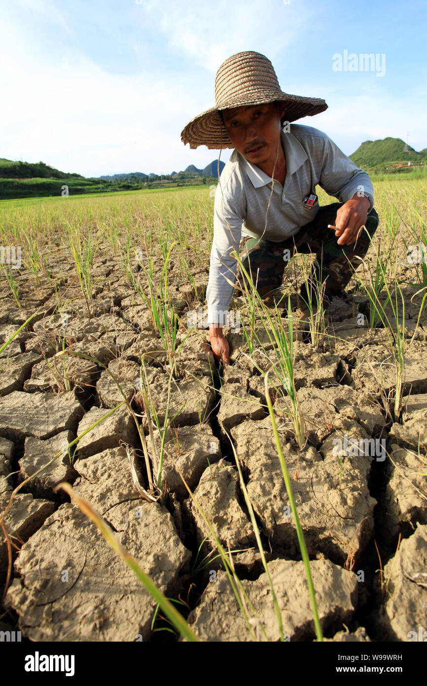 A Chinese farmer checks his nearly dried-up rice field during a drought ...