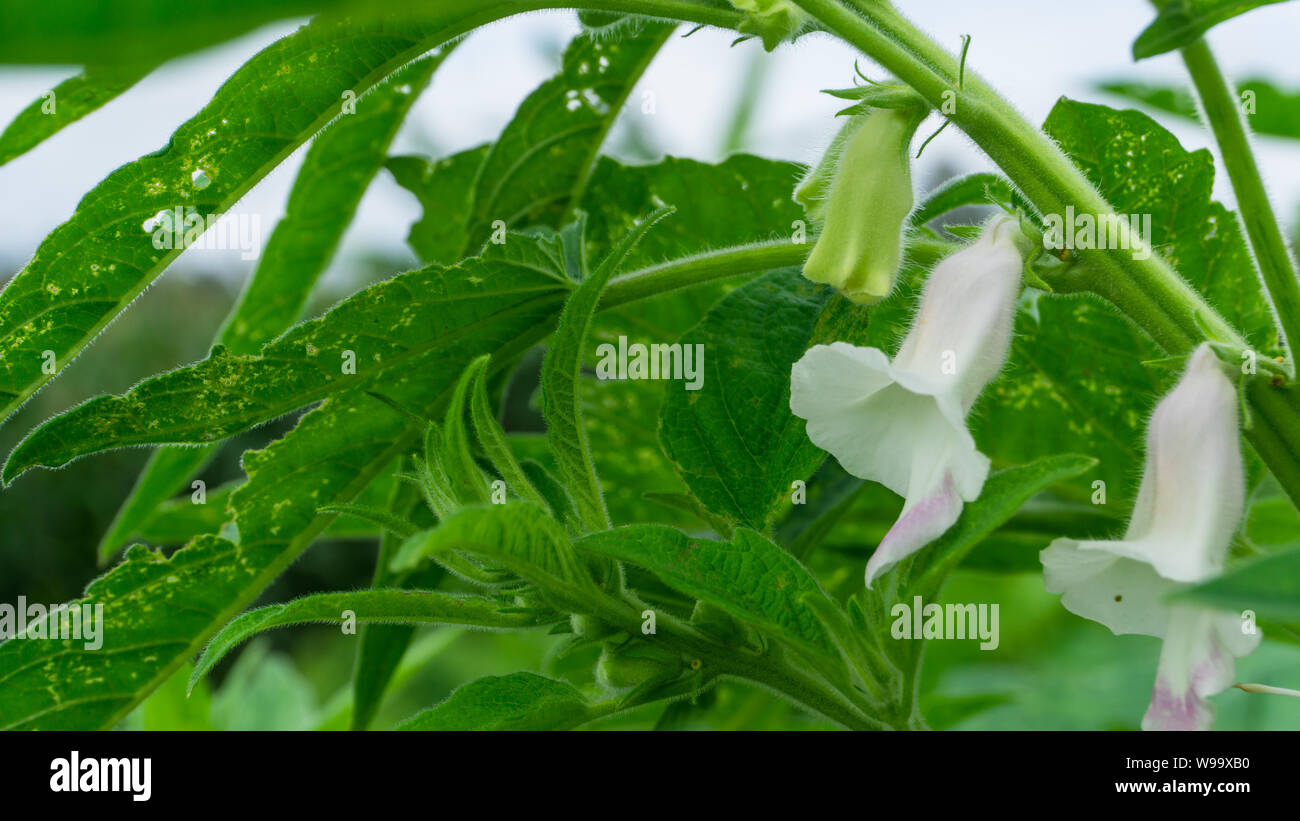 Sesame flower and seeds on tree. (Sesamum indicum plant Stock Photo - Alamy