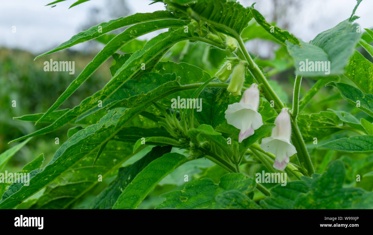 Sesame flower and seeds on tree. (Sesamum indicum plant Stock Photo - Alamy