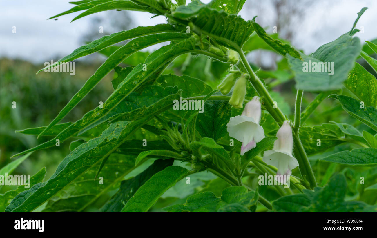 Sesame seed farm sesamum hi-res stock photography and images - Alamy