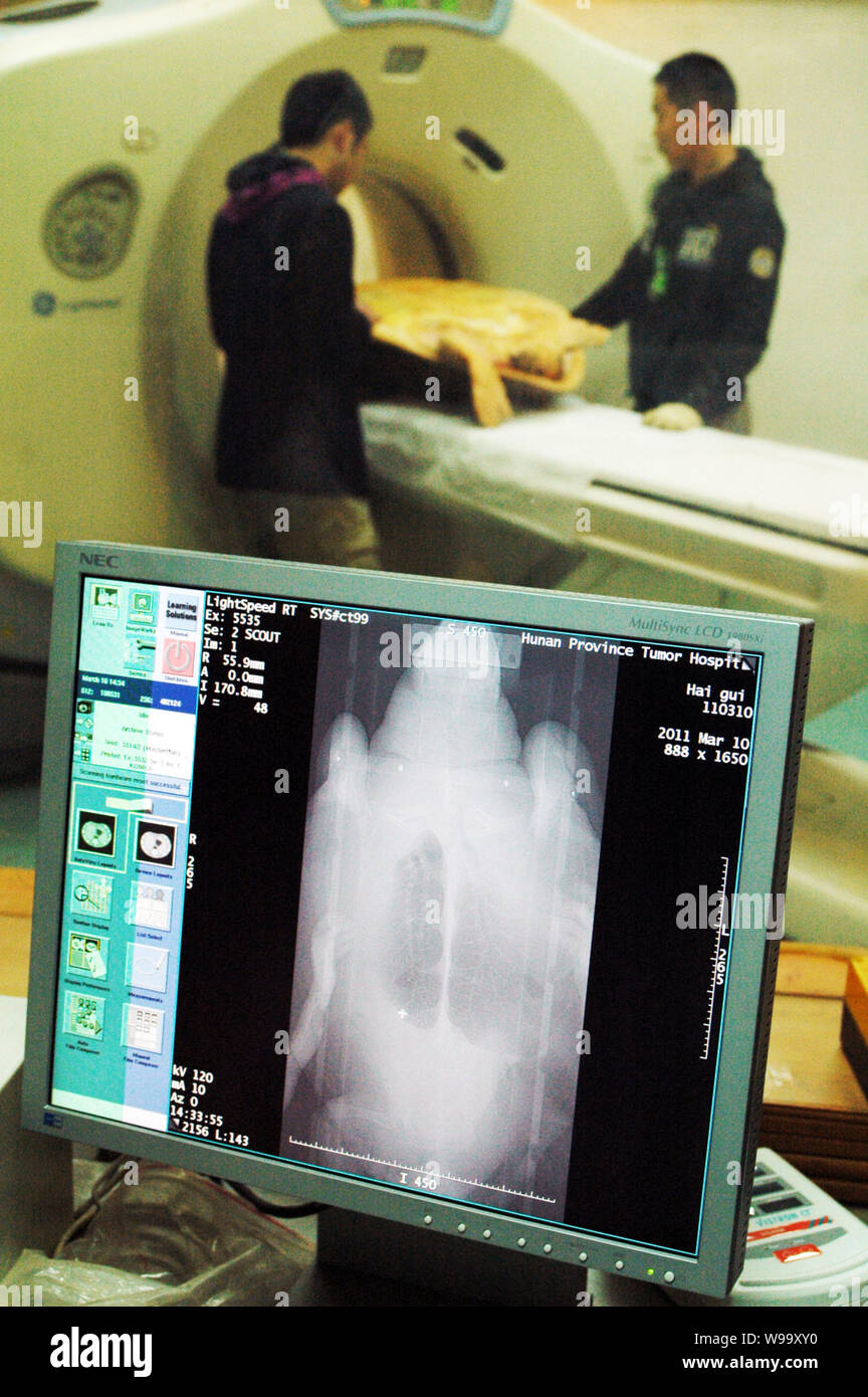 A turtle, about 10 years old, receives a CT scan at a hospital in ...