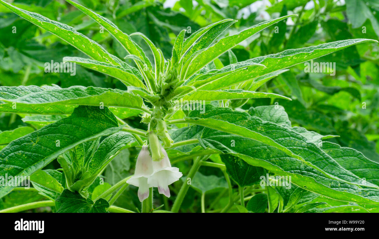 Sesame flower and seeds on tree. (Sesamum indicum plant Stock Photo - Alamy