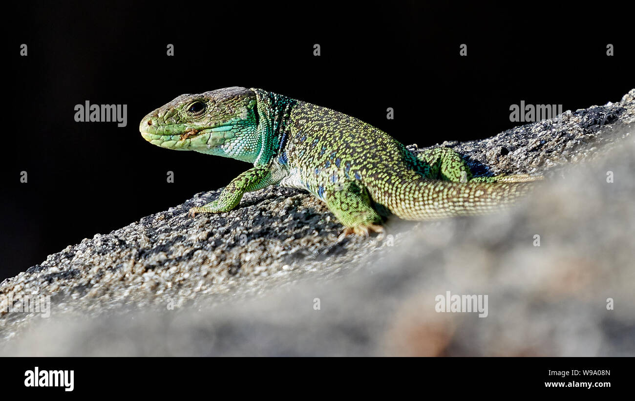 Ocellated lizard Timon lepidus Punta Penencia DOniños Ferrol Galicia ...
