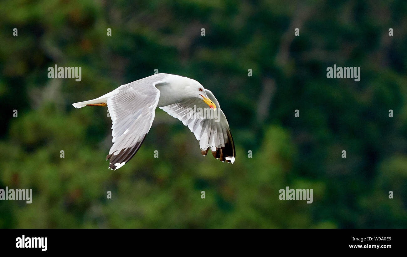 Yellow-legged Gull Flying Blurred Background with Trees Stock Photo - Alamy